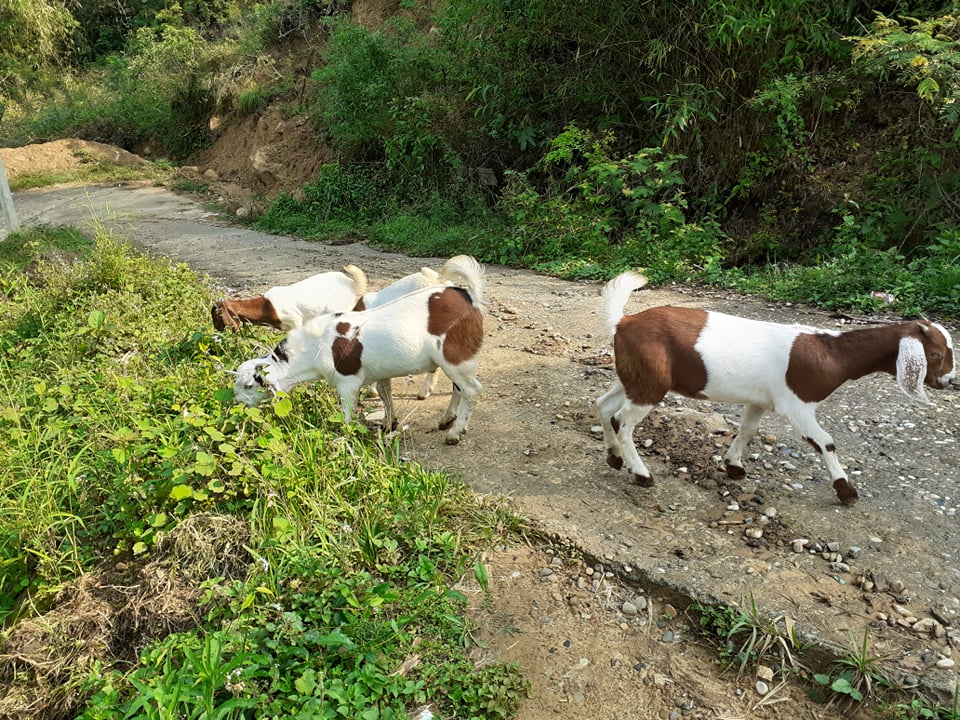 » लकडाउनमा कृषि क्रान्ति गरौँ